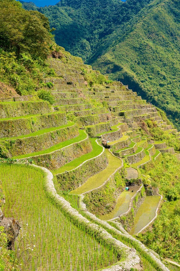 Rice Terraces in the Philippines. the Village is in a Valley among the ...