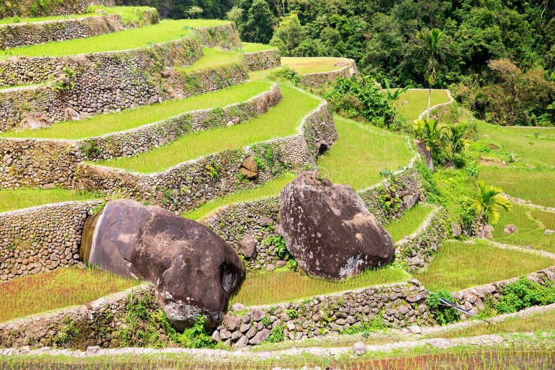 Rice Terraces in the Philippines. the Village is in a Valley among the ...