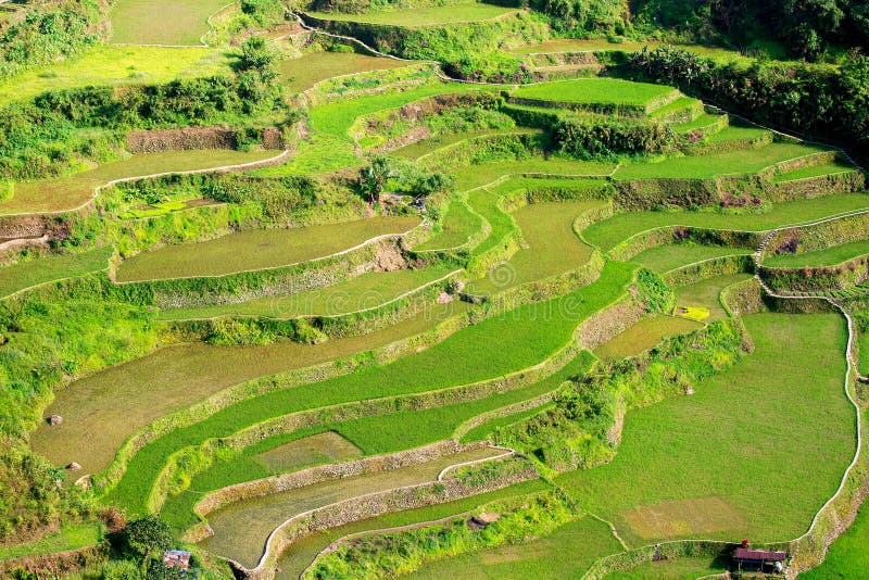 Rice Terraces in the Philippines. Rice Cultivation in the North Stock ...