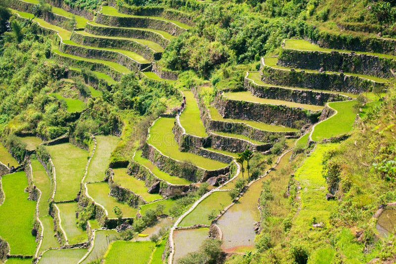 Rice Terraces in the Philippines. the Village is in a Valley among the ...