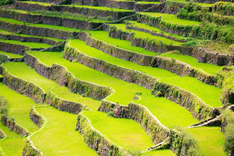 Rice Terraces in the Philippines. Rice Cultivation in the North Stock ...