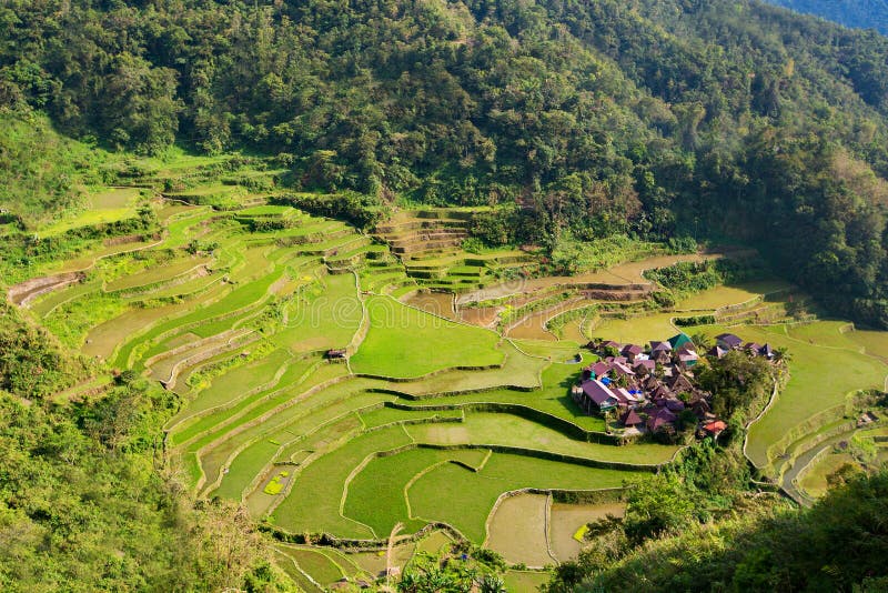Rice Terraces in the Philippines. Rice Cultivation in the North Stock ...