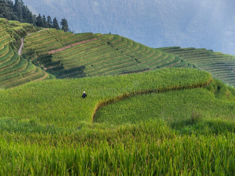 Rice terraces stock photo. Image of land, landscape, field - 31674880