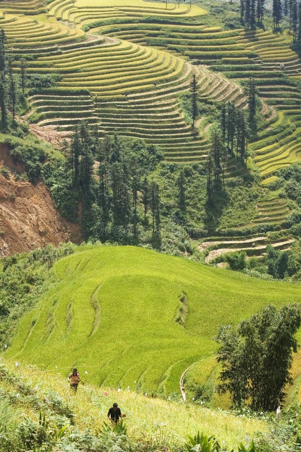 Rice Terraces on a River Valley 2 Stock Photo - Image of patterns ...