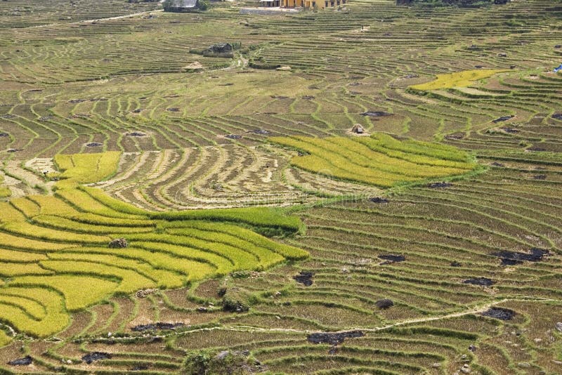 Rice Terraces On A River Valley Picture. Image: 6886016