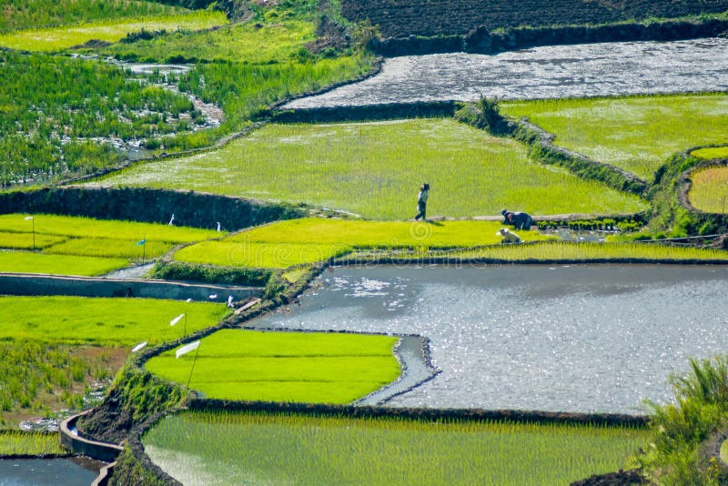 Rice-terraces of Sagada stock photo. Image of earth, fields - 42205236