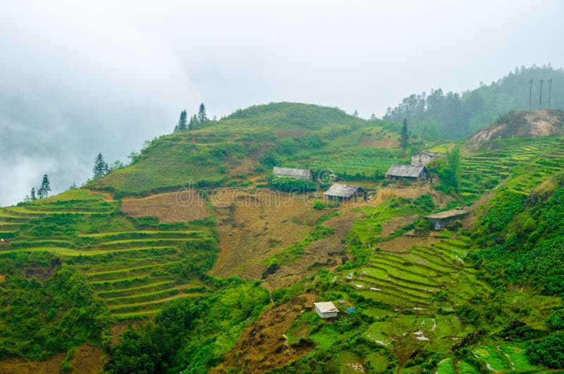 Rice Terraces in Sapa, Vietnam Stock Photo - Image of cultivation ...