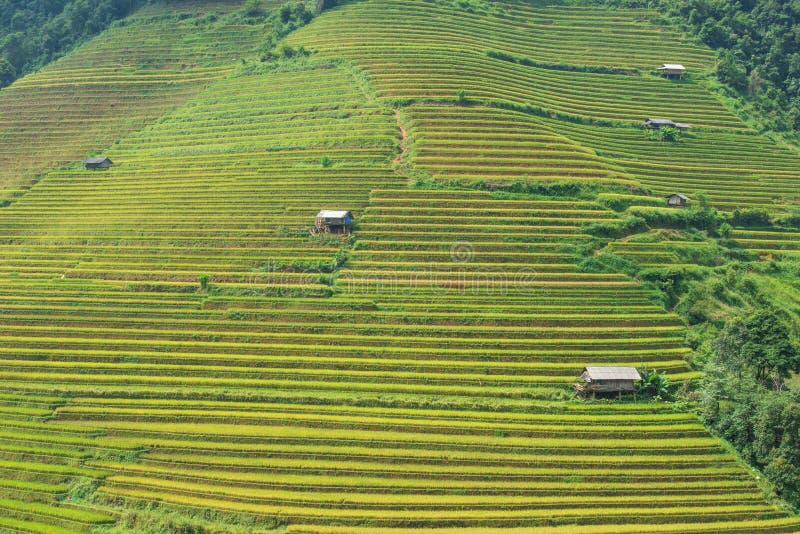 RICE TERRACES in SAPA, VIETNAM. Greenish Rice Fields Landscape in the ...