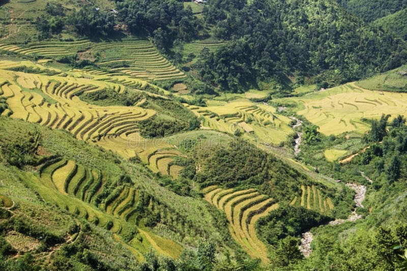 Rice Terraces On The Side Of A Valley Picture. Image: 6885786