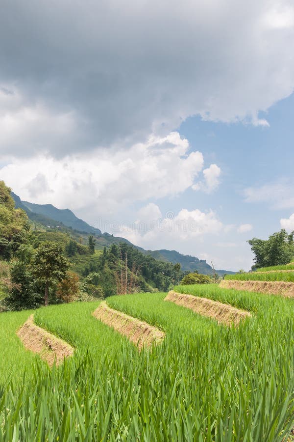 Rice Terraces and Sky stock photo. Image of province - 26137726