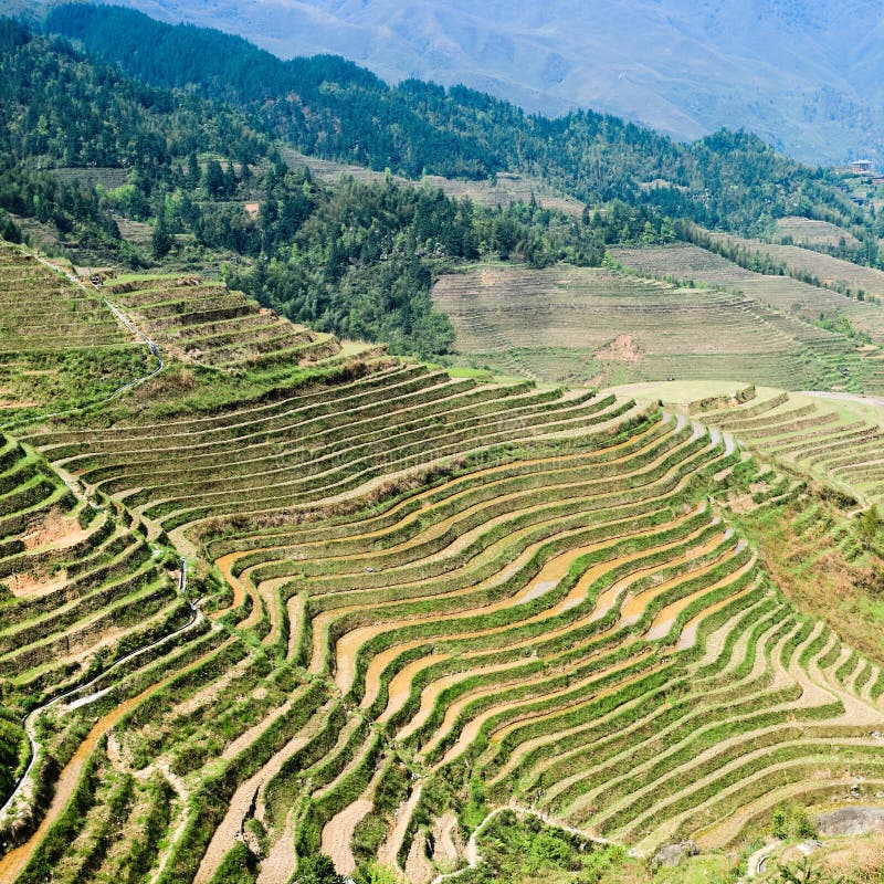 Rice terraces in spring stock image. Image of asia, background - 24645017