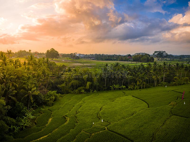 Rice terraces at sunrise stock image. Image of landscape - 157746671