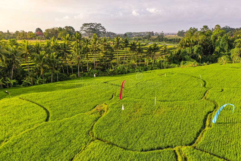 Rice terraces at sunrise stock photo. Image of terrace - 157746784
