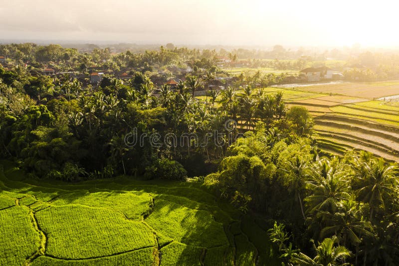 Rice terraces at sunrise stock photo. Image of holiday - 157746860