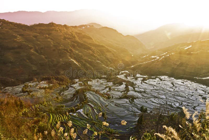 Rice Terraces at Sunset stock image. Image of mountainsides - 20760641