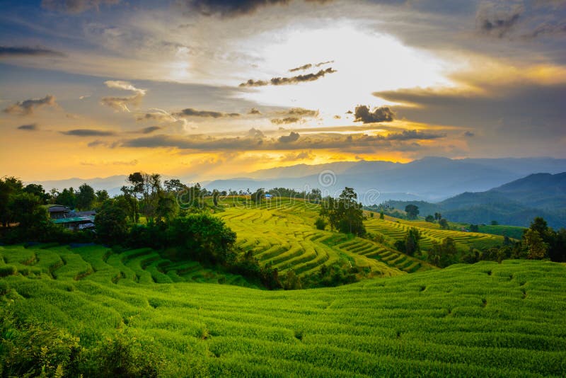 Rice terraces in sunset stock image. Image of asia, thailand - 64794097