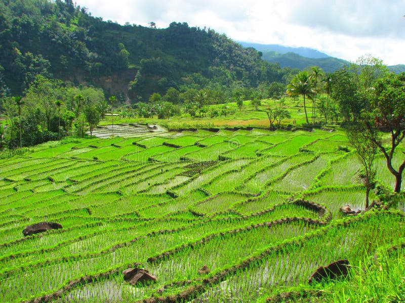 Bali Temple stock image. Image of celebration, bali, goddess - 383017