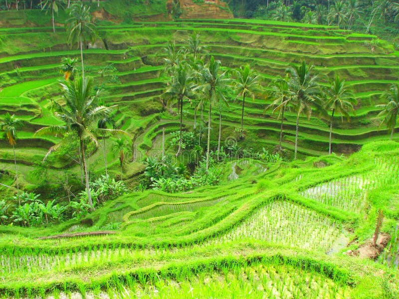 Rice Terraces in Tegallalang, Bali, Indonesia Stock Photo - Image of ...