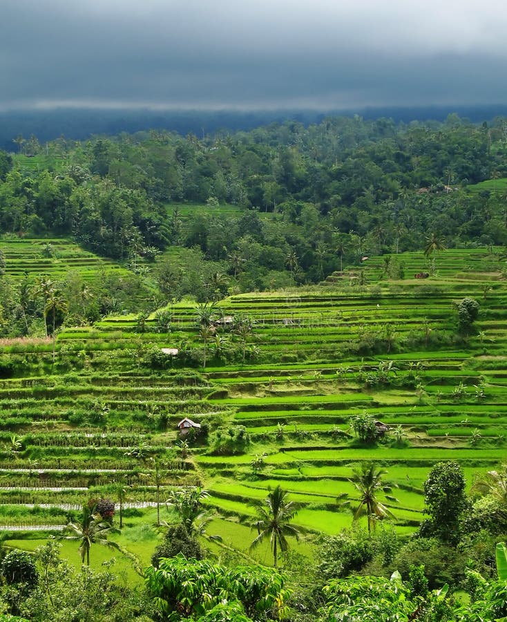 Rice Terraces in Bali stock photo. Image of lush, bali - 24614386