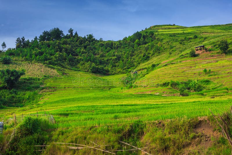 Rice Terraces Valley Vietnam Stock Image - Image of hill, grow: 58246797