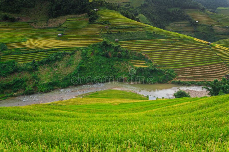 Rice Terraces Valley Vietnam Stock Image - Image of mountain, growing ...