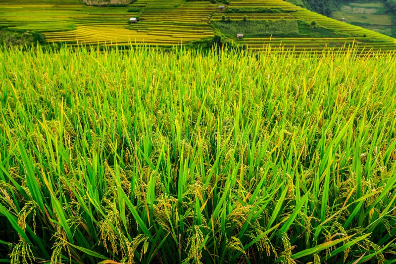 Rice Terraces Valley Vietnam Stock Photo - Image of farming, mountain ...
