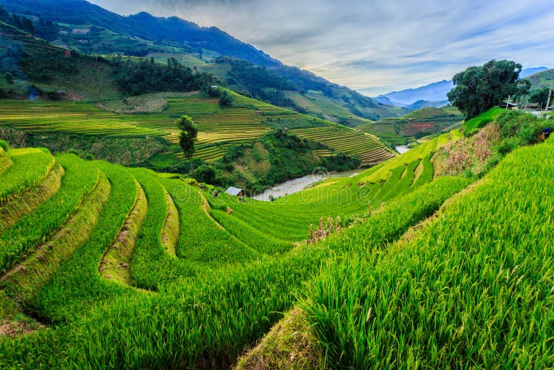 Rice Terraces Valley Vietnam Stock Photo - Image of crop, landscape ...