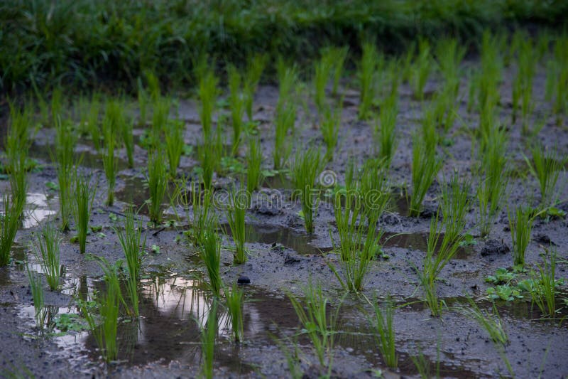 Rice Terraces with Water - Closeup Stock Image - Image of outdoor, copy ...