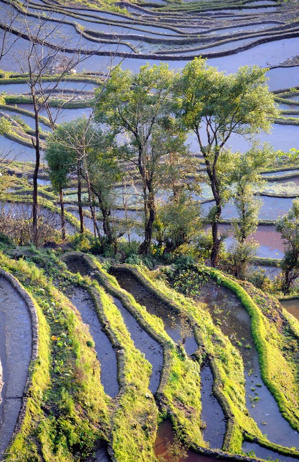 Rice terraces of yuanyang stock image. Image of landscape - 18667927