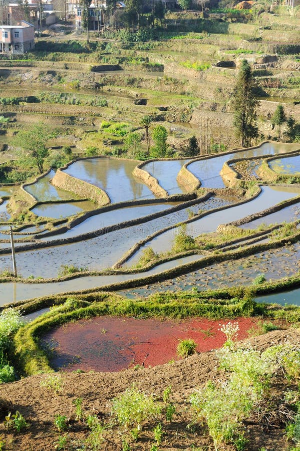 Rice terraces of yuanyang stock image. Image of culture - 18667925