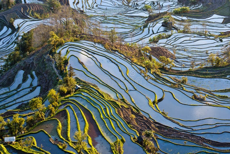 Rice terraces of yuanyang stock image. Image of ecology - 30743031