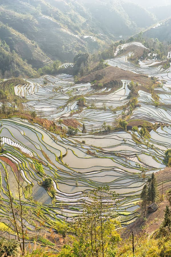 Rice terraces of yuanyang stock image. Image of agriculture - 29889625