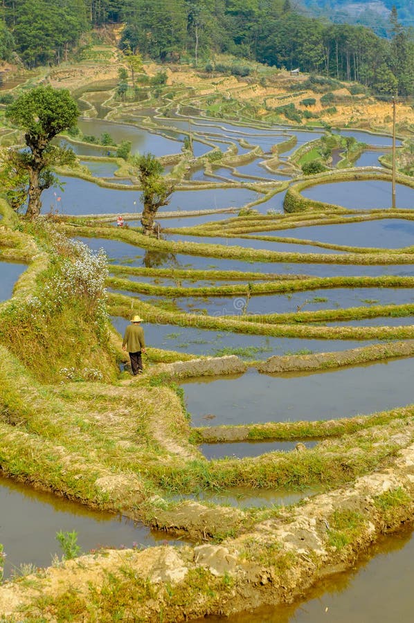 Rice Terraces of Yuanyang, Yunnan, China Editorial Image - Image of ...