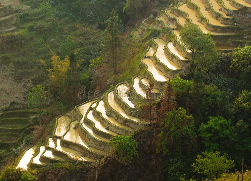 Rice Terraces Of Yuanyang, Yunnan, China Stock Image - Image: 9162861