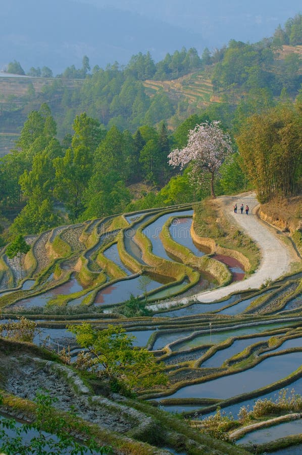 Rice Field in the Mountain of Sapa Stock Photo - Image of beautiful ...