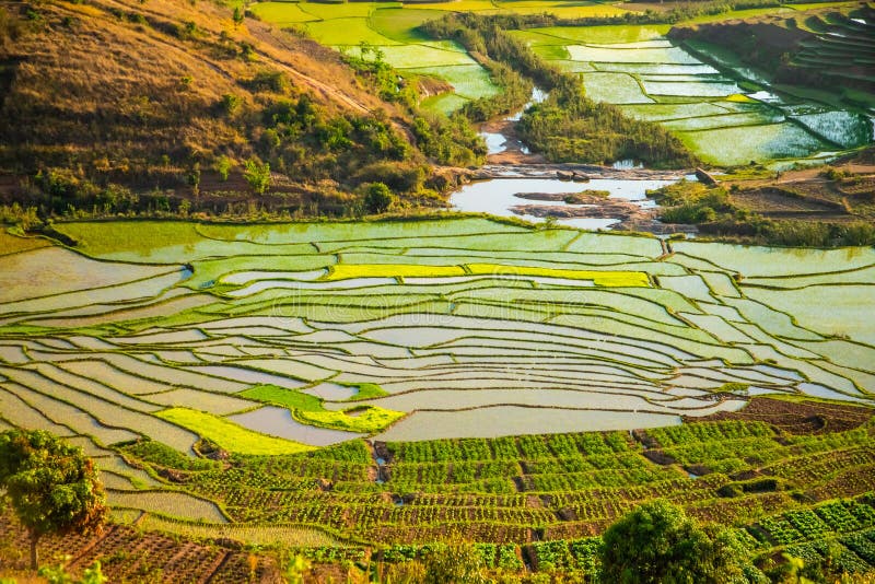 Rice Fields in Madagascar in Early Spring. Stock Photo - Image of ...