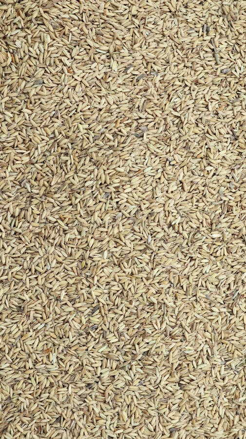 Rice Texture Background. Rice Grains Stock Photo - Image of long ...