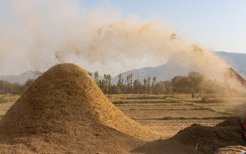 Rice Thresher Machine Threshing the Rice Crop Flowing Away the Rice ...
