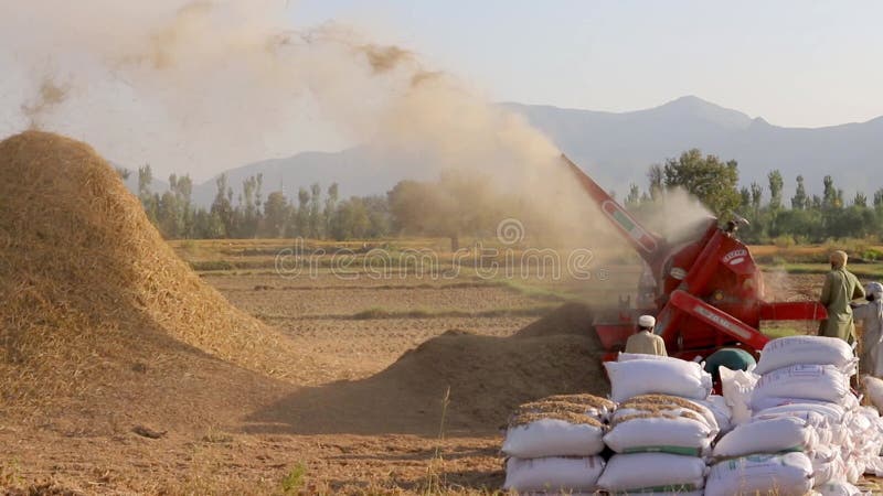 Rice Thresher Machine Working in the Fields Stock Video - Video of ...