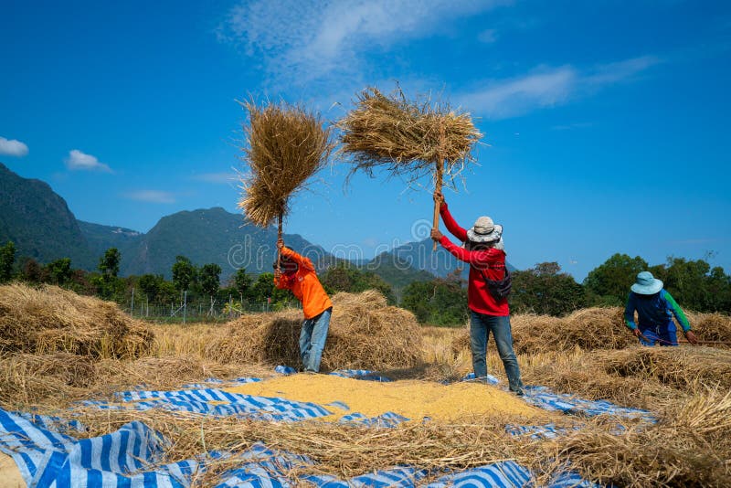 168 Manual Threshing Stock Photos - Free & Royalty-Free Stock Photos ...
