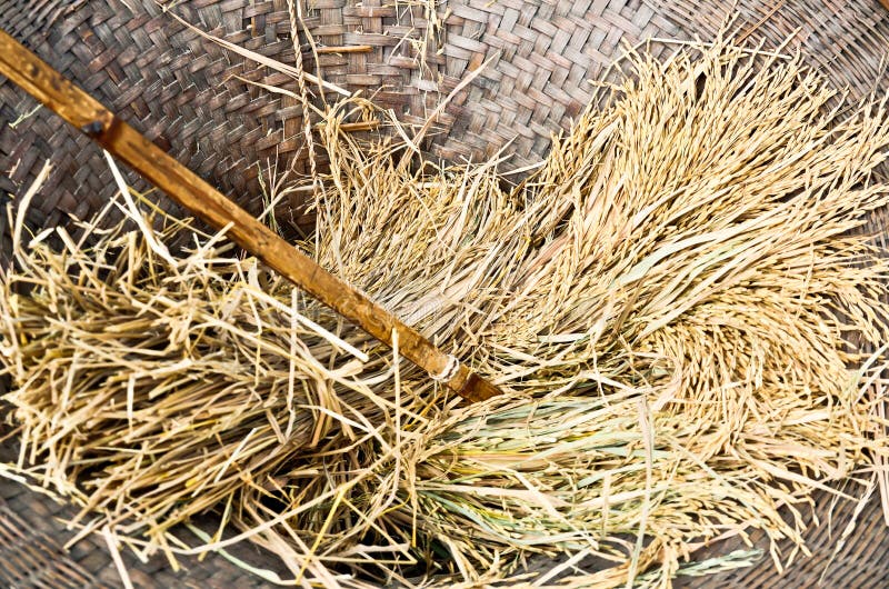 The Rice in Threshing Basket Stock Photo - Image of natural, grass ...