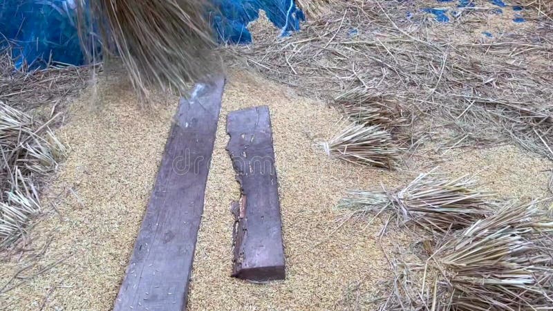 Rice Threshing, Farmer Beating Rice Straws by Hand Stock Video - Video ...