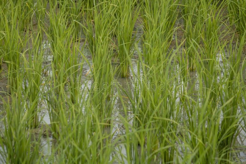 322 Rice Nursery Stock Photos - Free & Royalty-Free Stock Photos from ...