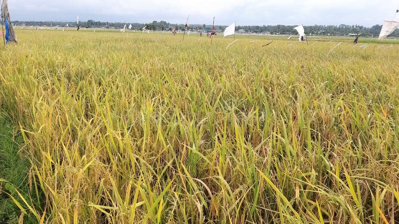 Rice to be harvested stock image. Image of harvested - 273490727