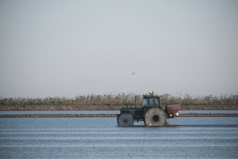 Rice Tractor in the Rice Field at Dawn Stock Image - Image of farm ...