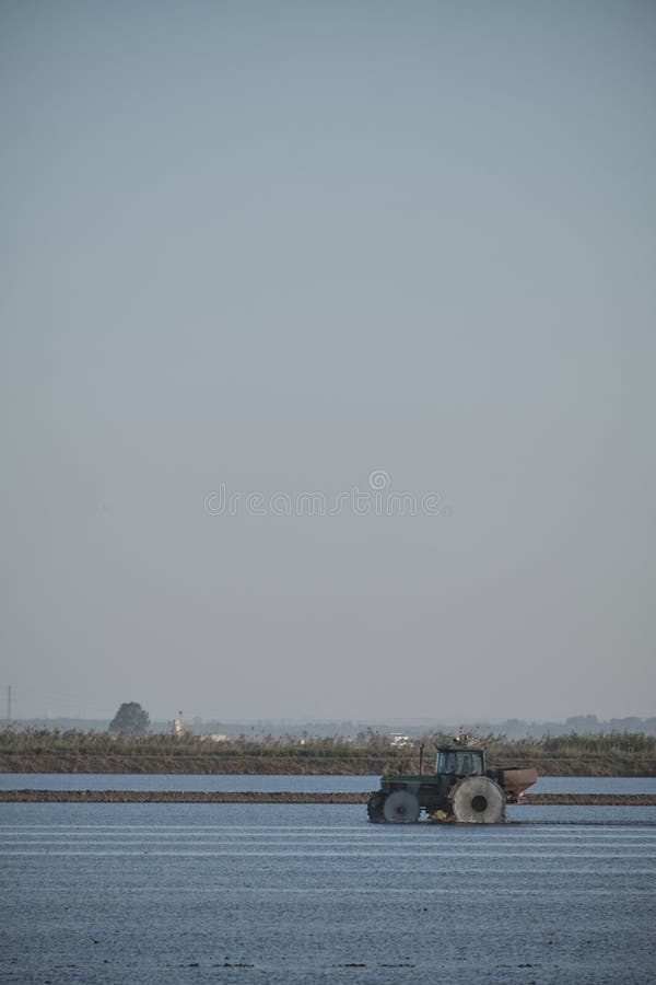 Rice Tractor in the Rice Field at Dawn Stock Photo - Image of asia ...