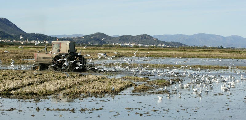 Rice Tractor, Wet Rice Fields and Seagulls Stock Image - Image of ...