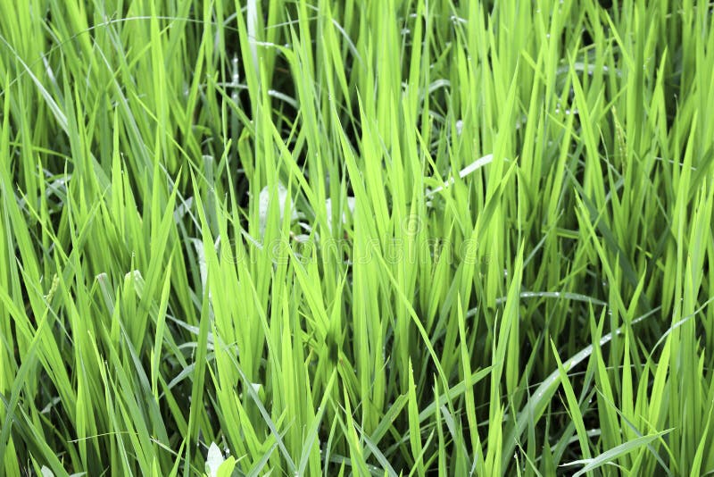 Flooding Method Photos - Free & Royalty-Free Stock Photos from Dreamstime