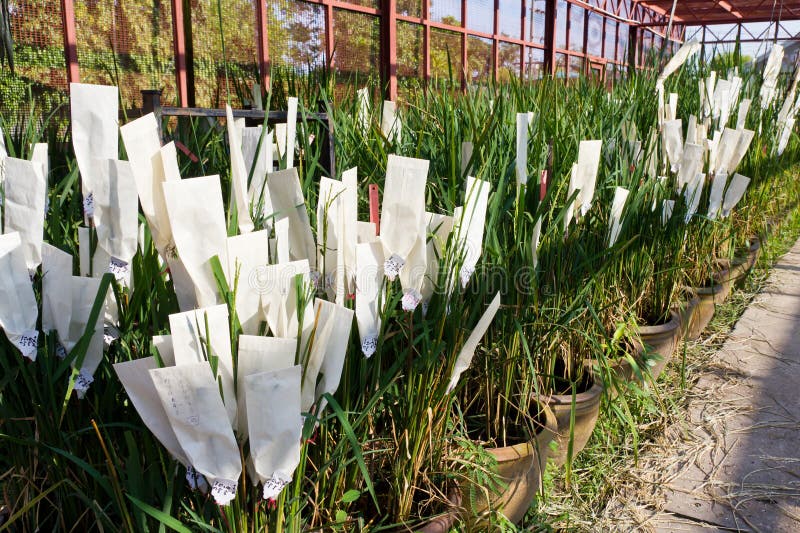 Rice transgenic stock image. Image of green, selection - 27570613