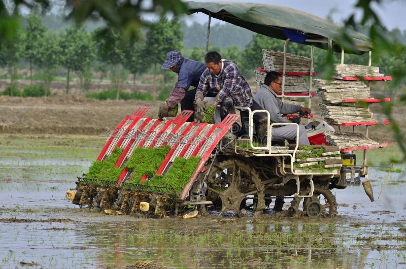 Rice Transplanter Machine Operating in the Field Stock Image - Image of ...